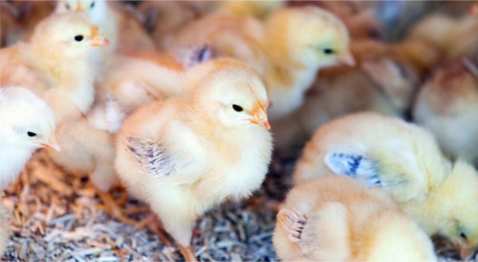 Identification of Defective Chicks - Salto