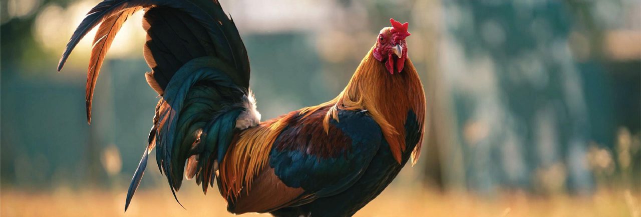 Salto Pellet Feeds - Chick Pellets, Crumble Feeds & More | Salto