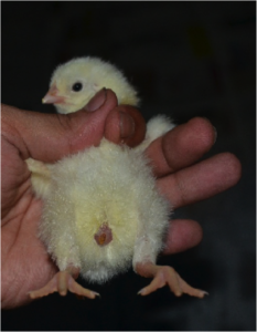 Identification of Defective Chicks - Salto