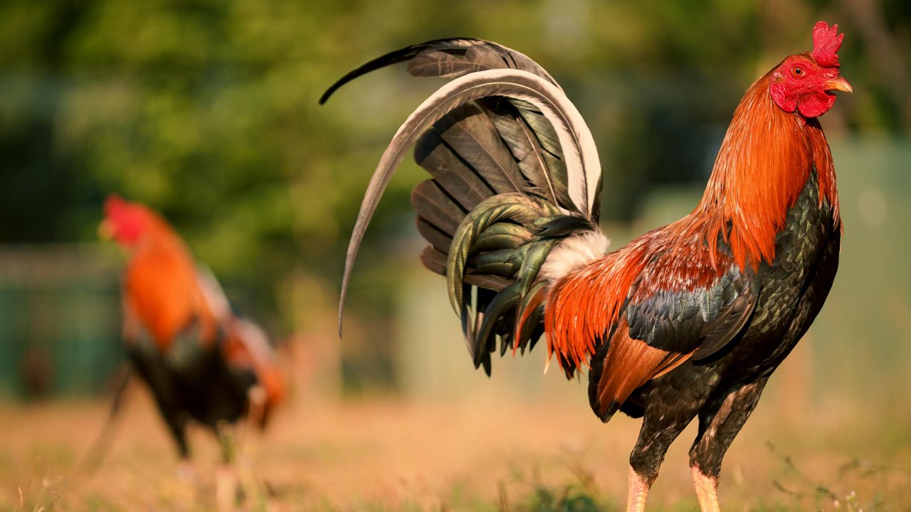 Everything You Need to Know About Crossbreeding - Salto