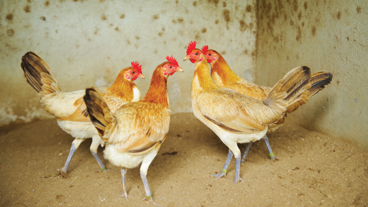 The Best Feed For Breeding - Salto