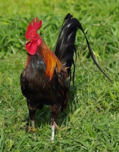 Gamefowl Bloodlines - Discover Elite Breeding Lines | Salto