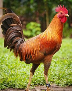 Gamefowl Bloodlines - Discover Elite Breeding Lines | Salto