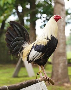 Gamefowl Bloodlines - Discover Elite Breeding Lines | Salto