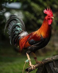 Gamefowl Bloodlines - Discover Elite Breeding Lines | Salto