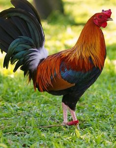 Gamefowl Bloodlines - Discover Elite Breeding Lines | Salto