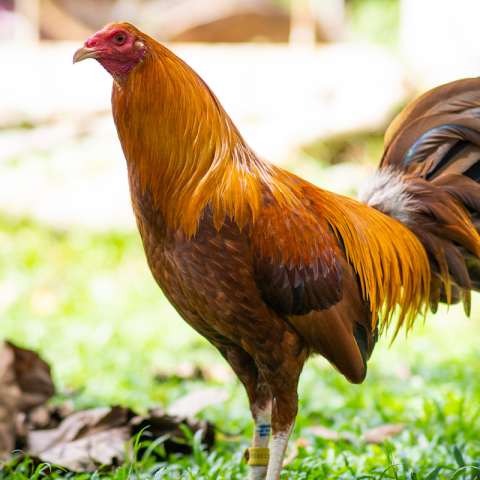 Salto - high performing gamefowl feeds built on precision & quality