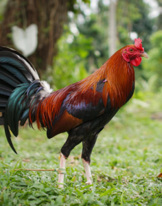 Gamefowl Bloodlines - Discover Elite Breeding Lines | Salto