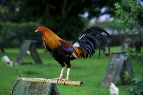 Gamefowl Conditioning Feed: Why Nutrition Matters Before the Keep - Salto
